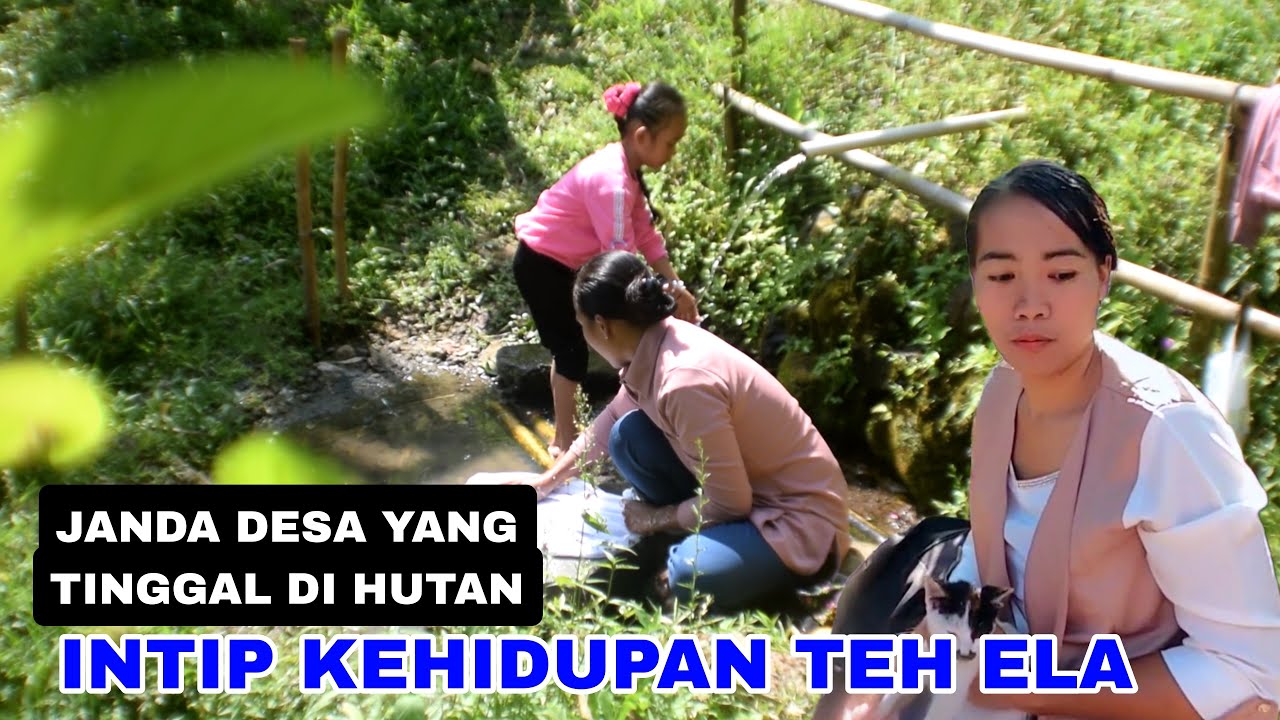 TEH ELA WANITA TANGGUH JANDA DESA YANG TINGGAL DI HUTAN SENDIRI ...