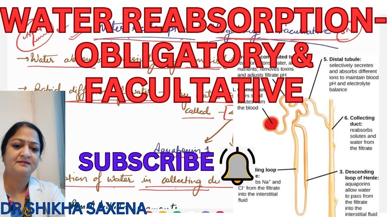 Water reabsorption from renal tubules- Obligatory and Facultative ...