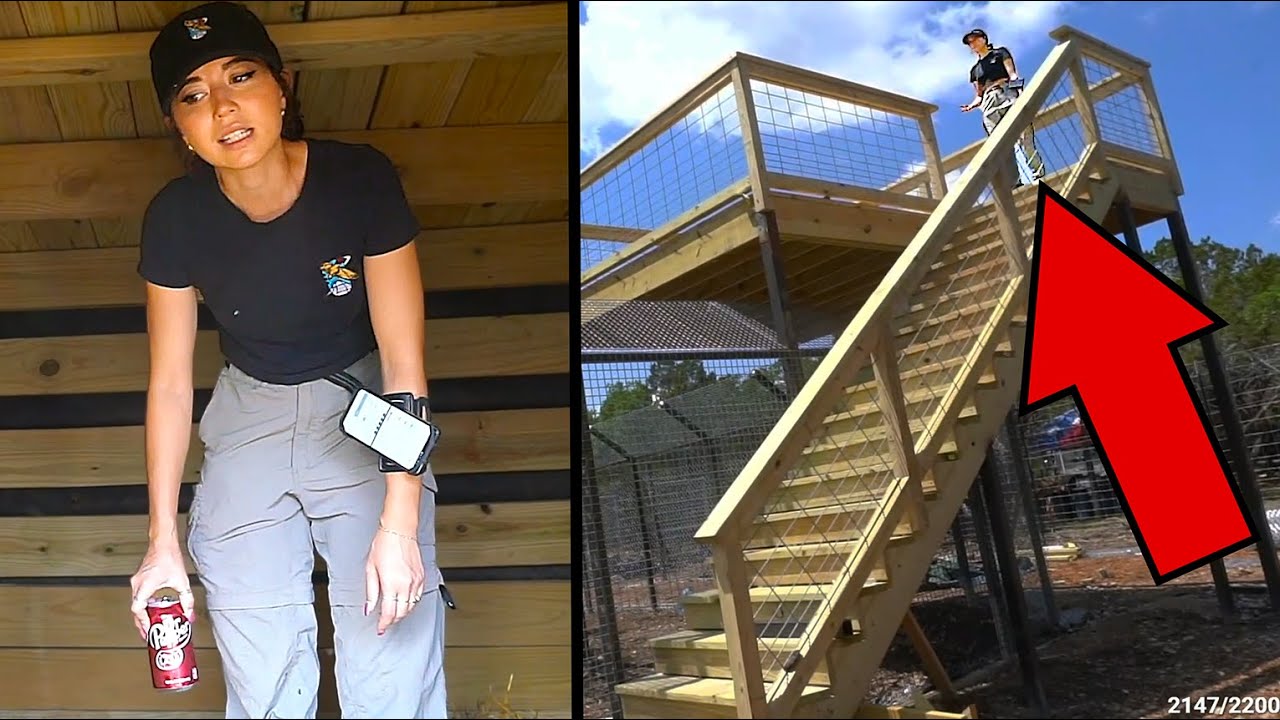 Maya gives a tour of the NEW in-progress wolf enclosure at Alveus - YouTube