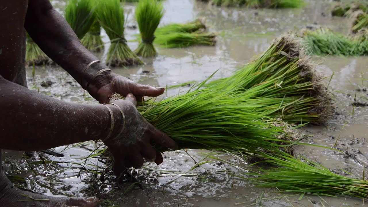 Rice Farming in Nepal. Every Nepalese must watch - YouTube