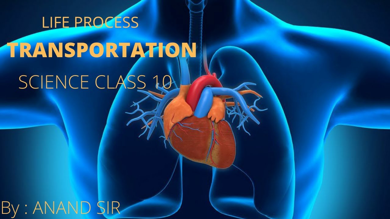 Transportation I Life Processes CBSE Class 10 Science (Biology) I ...