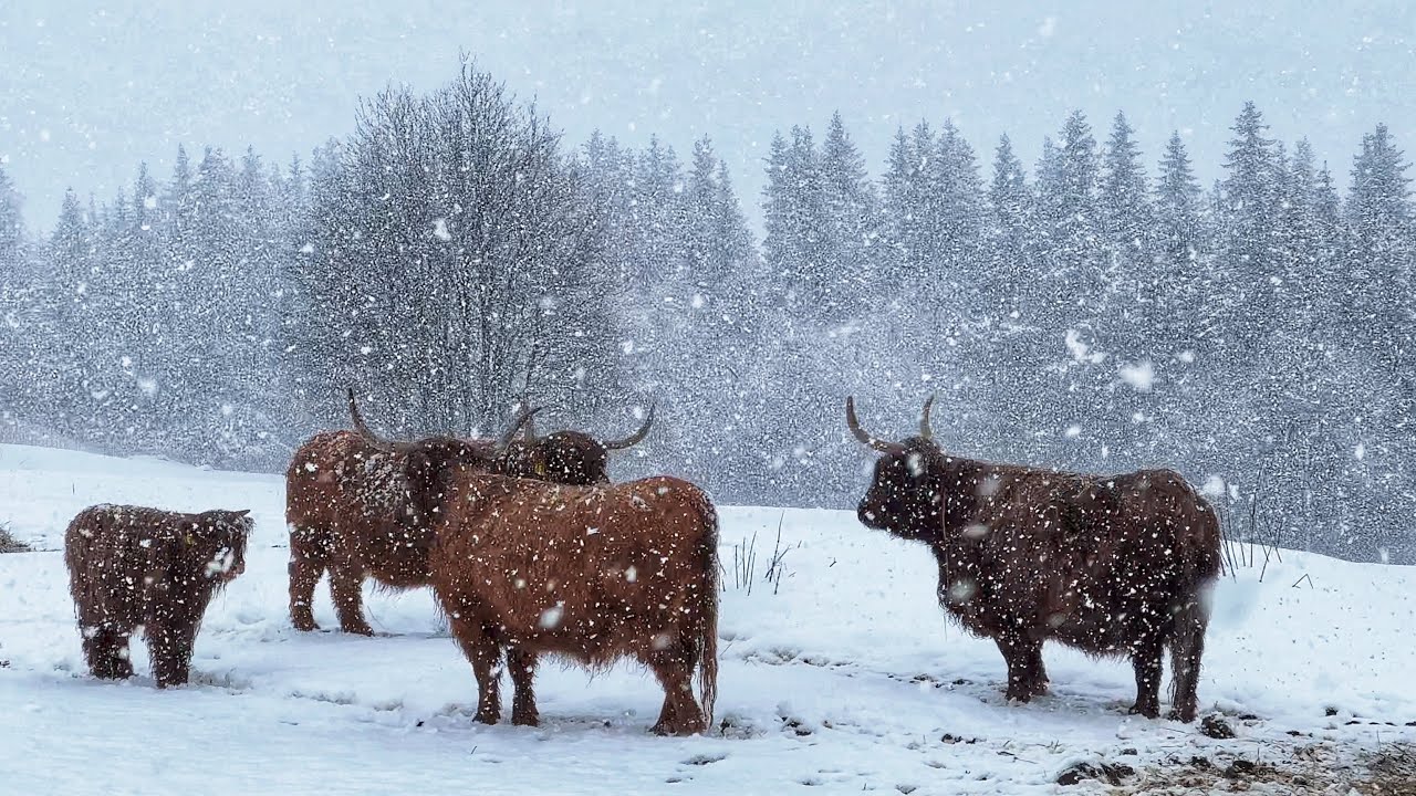 Cows weather forecast: heavy snowing - YouTube
