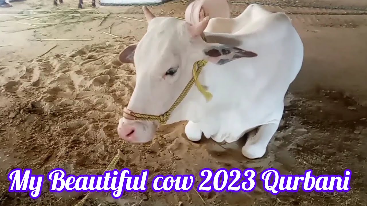 My Beautiful Cow Qurbani 2023|Eiduladha Vlog|Animal Love😍|Vlogs by Tuba ...