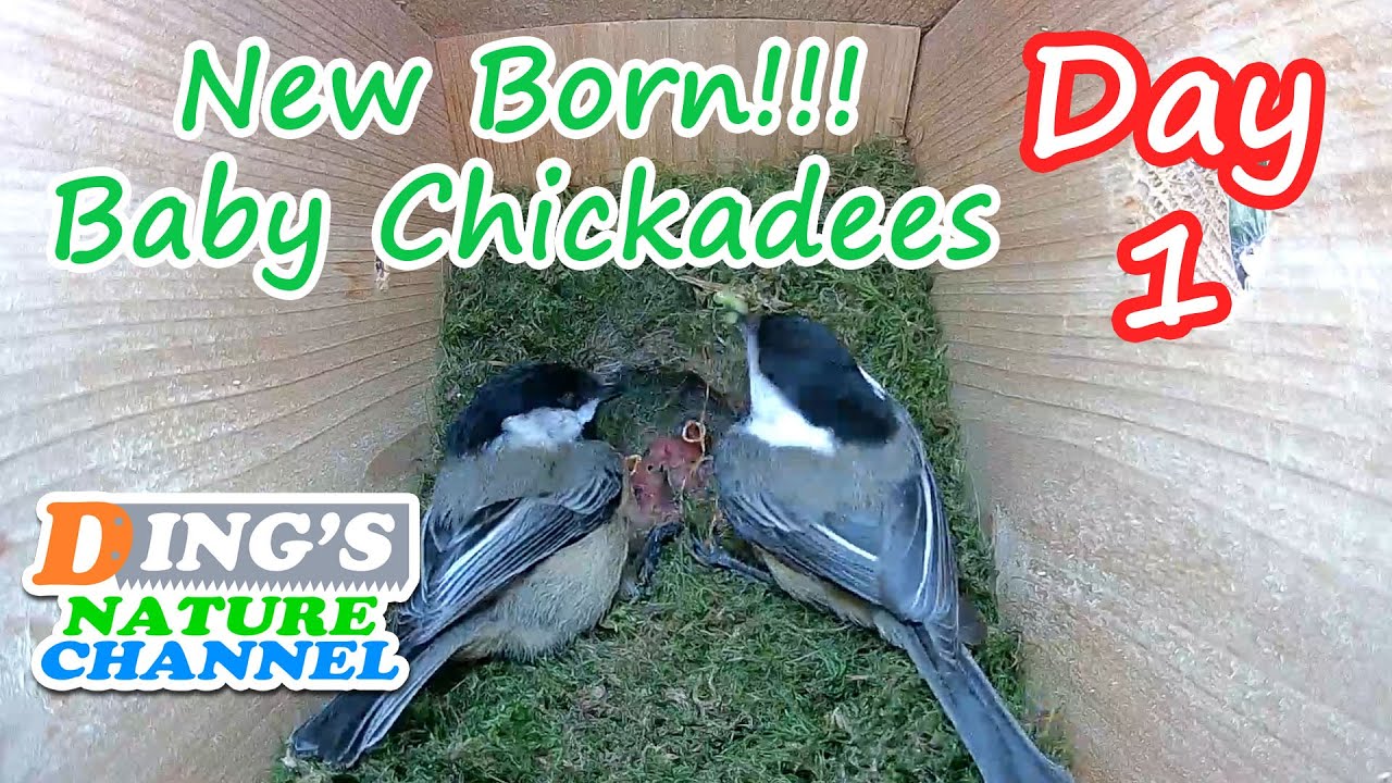 New Born Chickadee Babies! | How do Chickadees Raise Their Babies ...