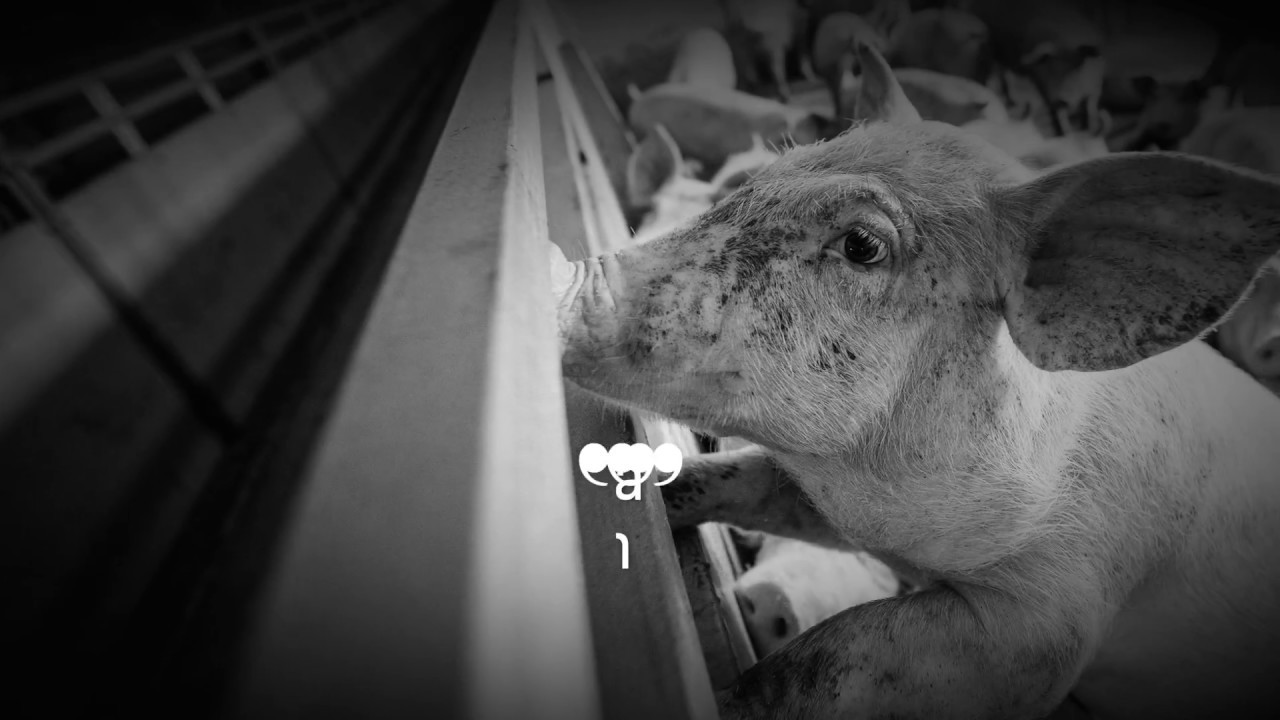 Don't eat this Chicken - Cruelty of Factory Farm - YouTube