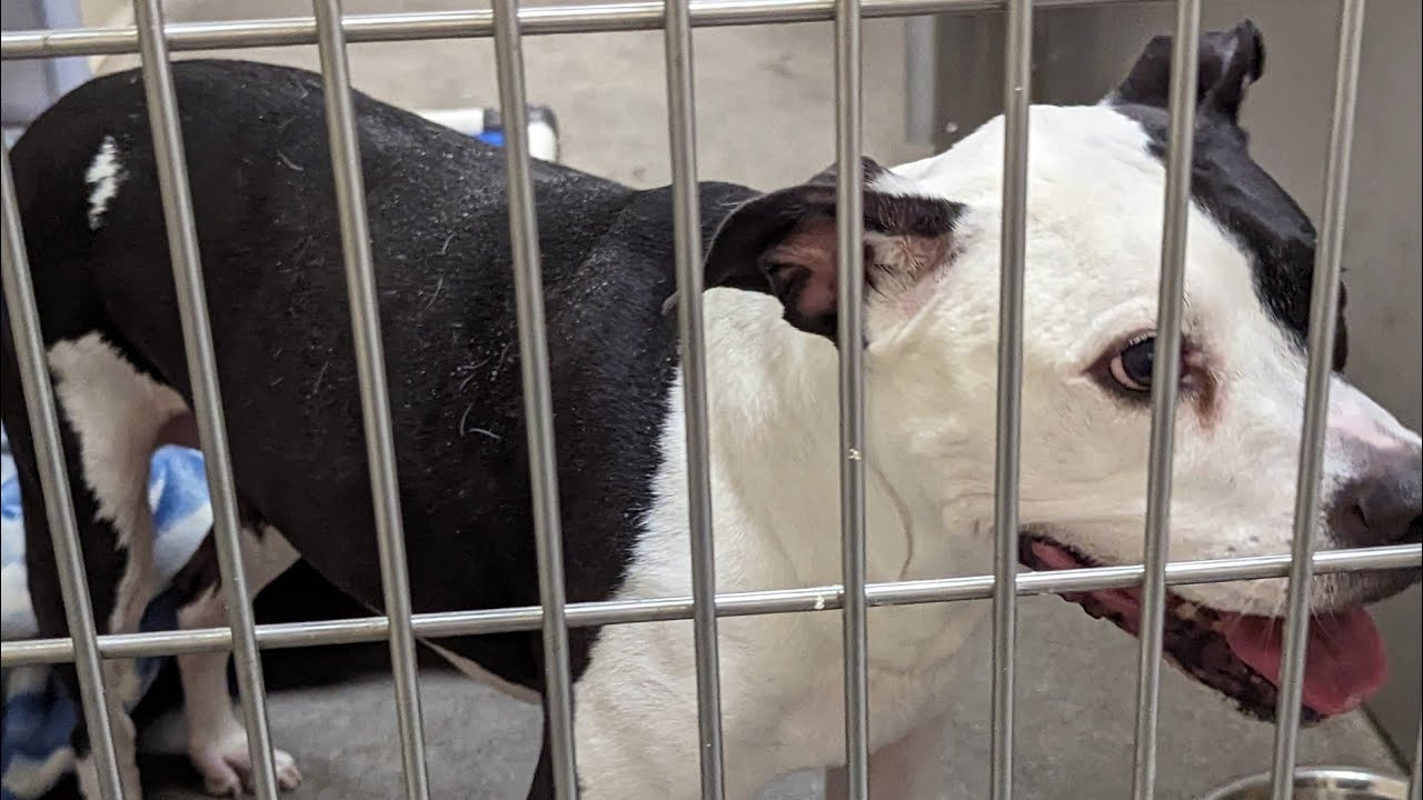 SCRAPS ANIMAL SHELTER ! Complete List of dogs as of 10/28/23 on video ...