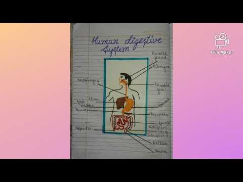 Handwritten notes of biology class 10 chapter 1 LIFE PROCESSES with ...