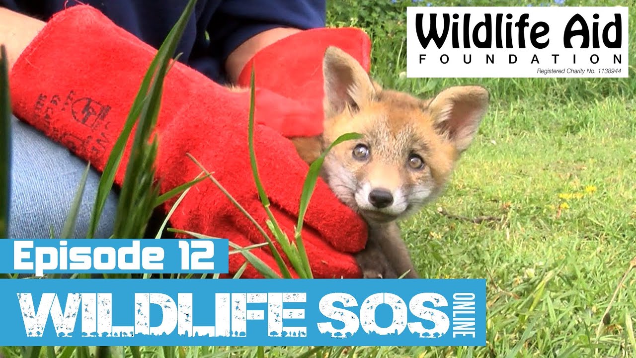 Wildlife SOS Online - Episode 12 - YouTube