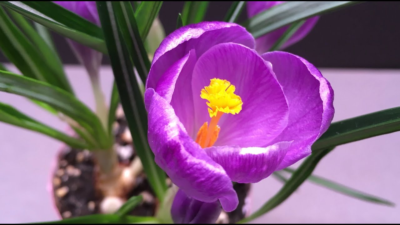 Purple crocus time lapse - YouTube