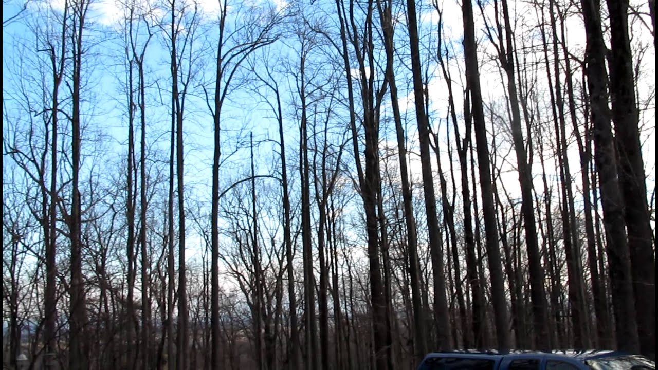 Birds Singing:Sign of an Early Spring? - YouTube