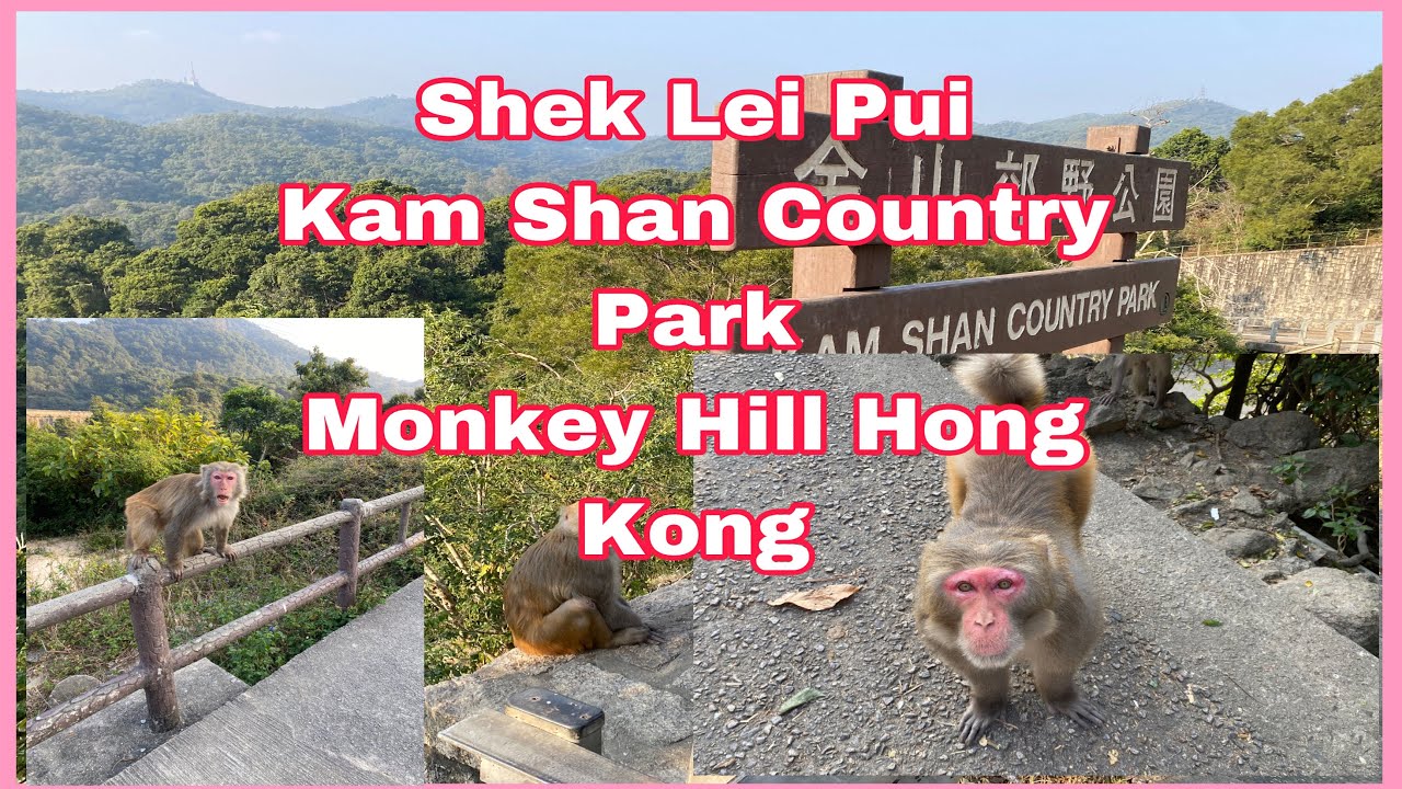 SHEK LEI PUI KAM SHAN COUNTRY PARK HONG KONG MONKEY HILL LOLANG OFW ...
