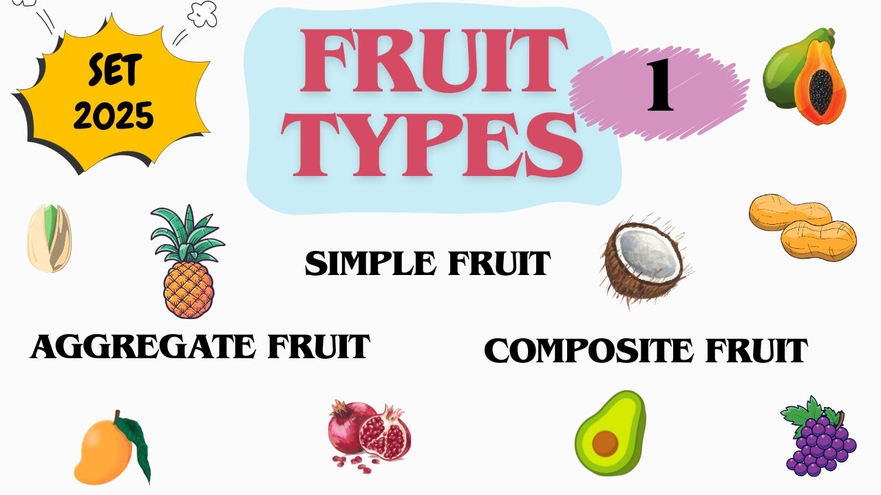 Fruit Classification types : Simplified | SET & HSST Botany - YouTube