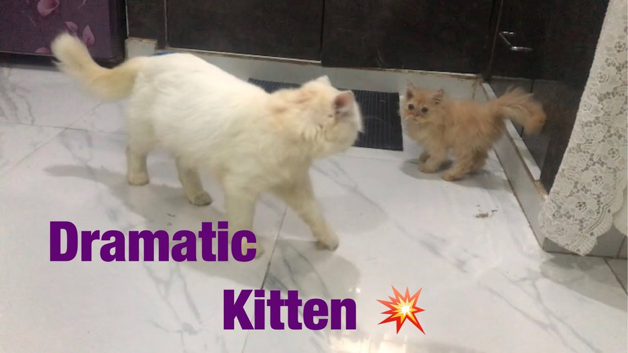 He’s so dramatic | cute kitten video - YouTube