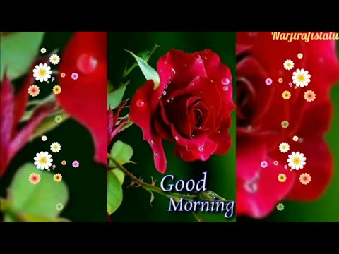 ❤️💐Good morning🌸🌸🌇🌞everyone #whatshapp status# video