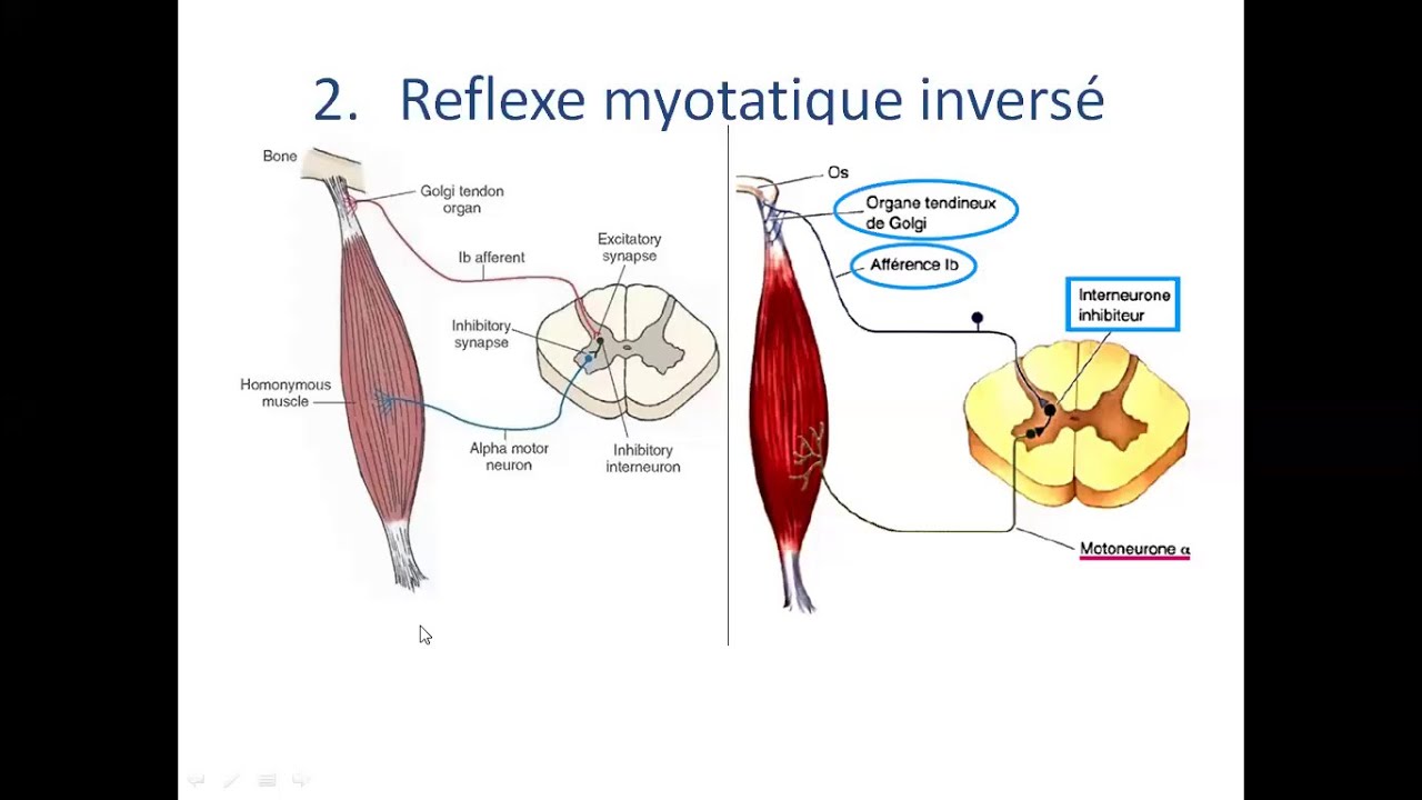 LES RÉFLEXES SPINAUX 2 - YouTube