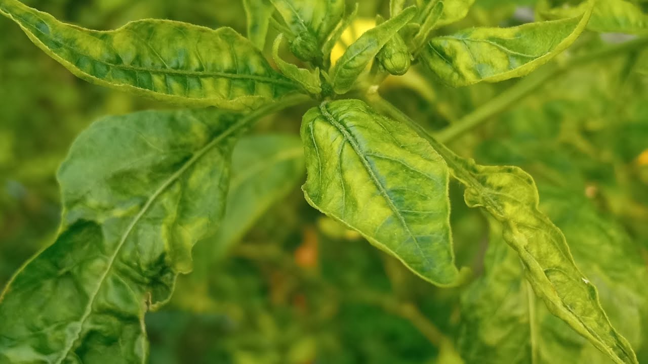 cara mengatasi hama penyakit cabe‼️hama trips,kutu daun,kriting daun ...
