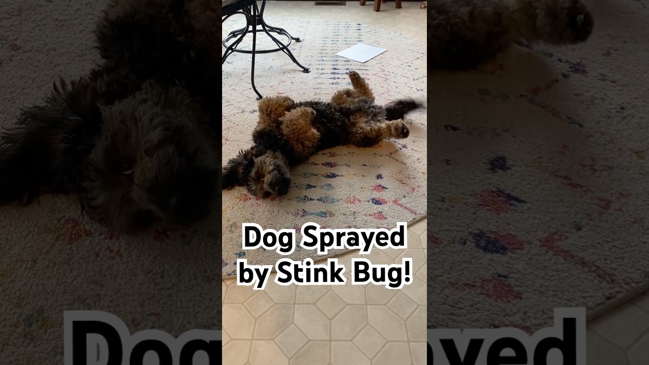 Dog Sprayed by Stinkbug! #doodle #doggielife #cool #funny #puppy #dog # ...