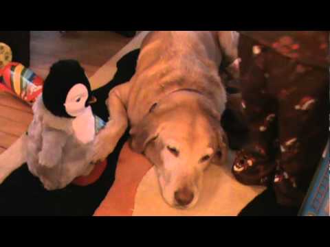 Happy Feet toy with uninterested dog - YouTube