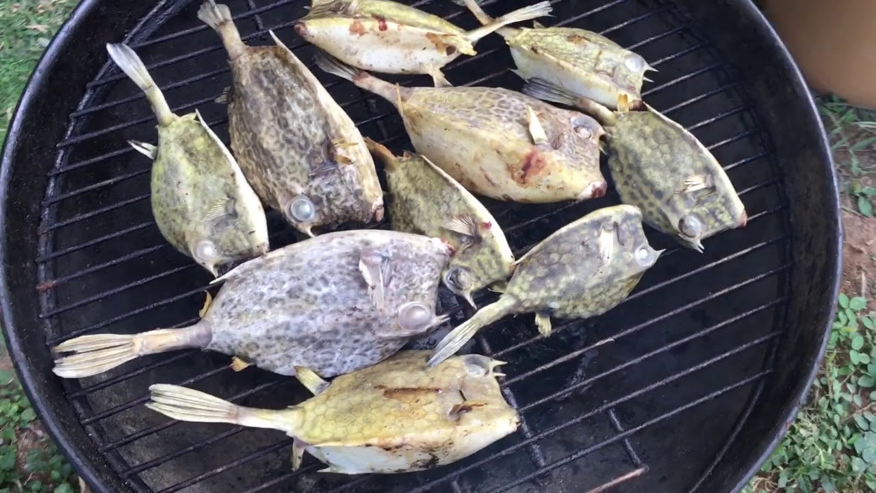 Roast Buck Buck - YouTube