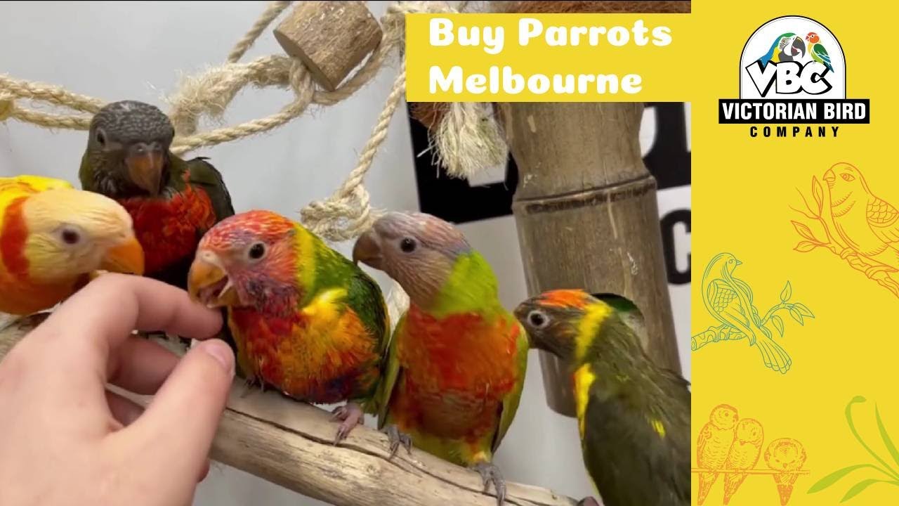 Buy Parrots Melbourne | Victorian Bird Co - YouTube