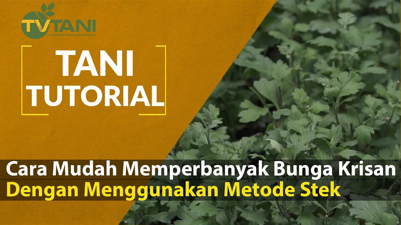 Cara Mudah Memperbanyak Bunga Krisan Dengan Metode Stek - YouTube