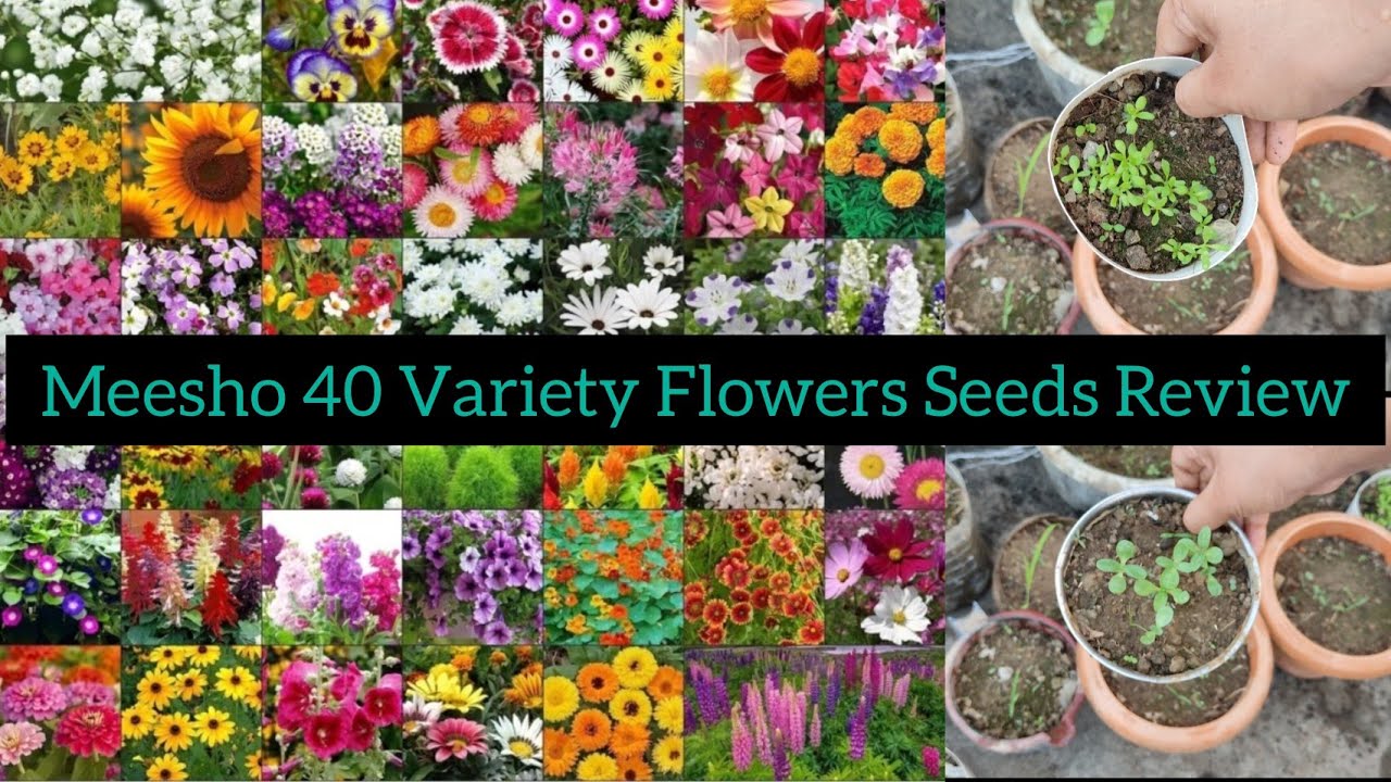 Meesho 40 Variety Flowers Seeds Review || Meesho Summer Flowers Seeds ...