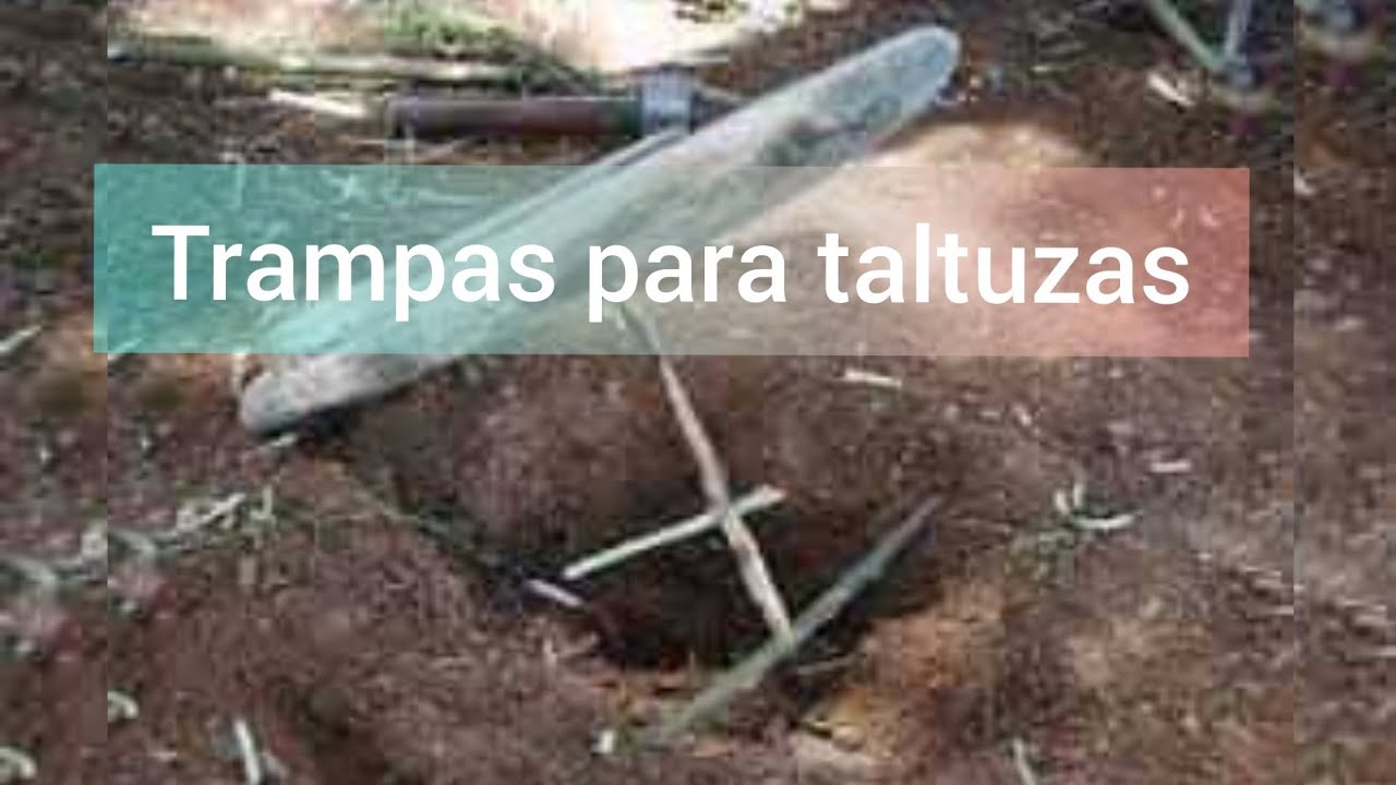Haciendo trampas de taltuzas | Ra´al B´a | Q´eqchi Culturas - YouTube