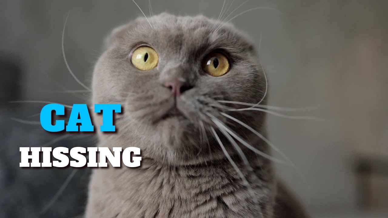 Cat Hissing and Growling Sound to get your Cat's Attention | Cat ...