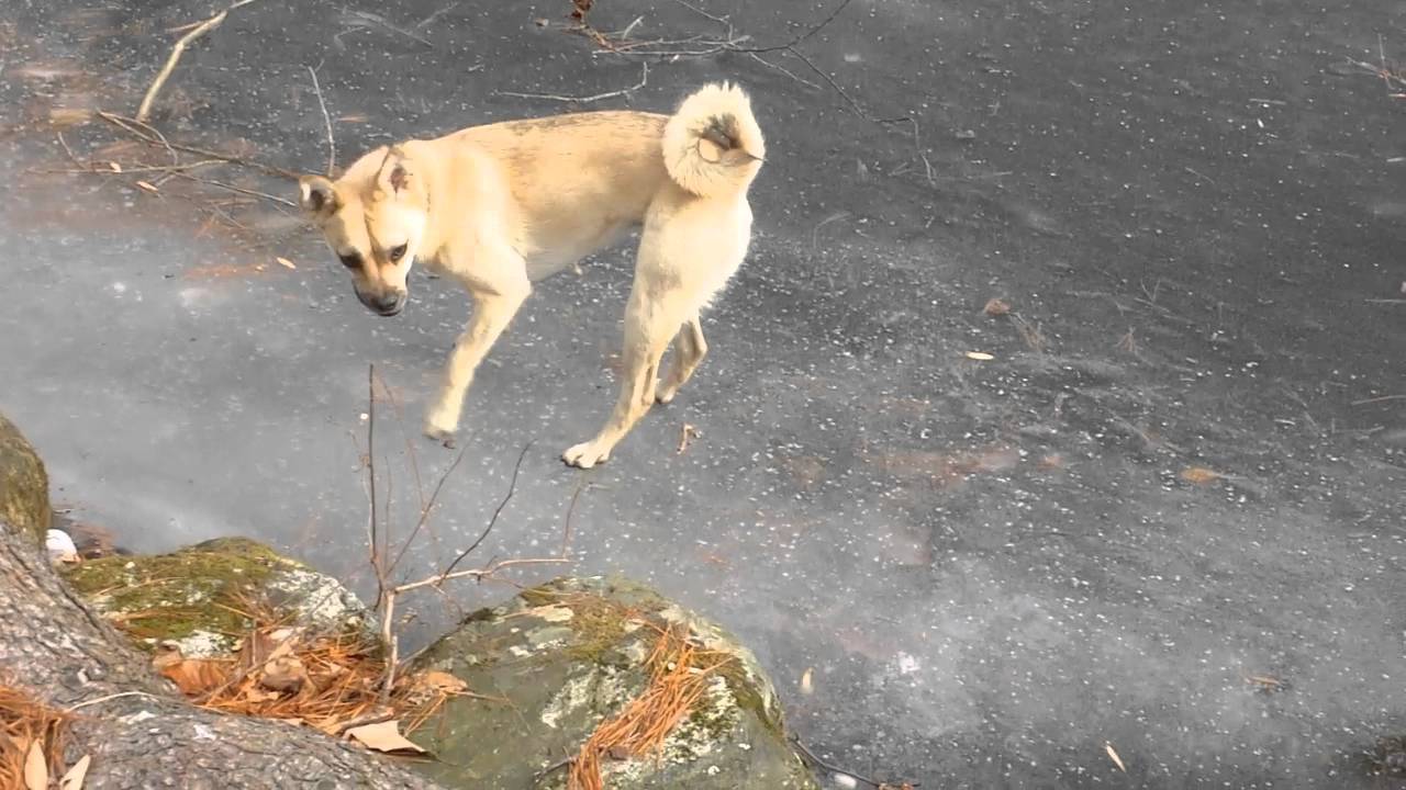 Dog ice ball play fetch hockey drifting - YouTube