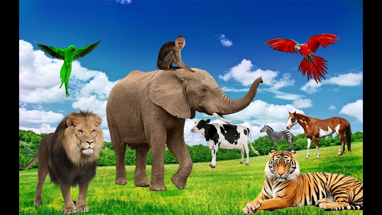 Wild animals Collection: Elephant, Tiger, Lion, Buffalo, Zebra- Animals ...