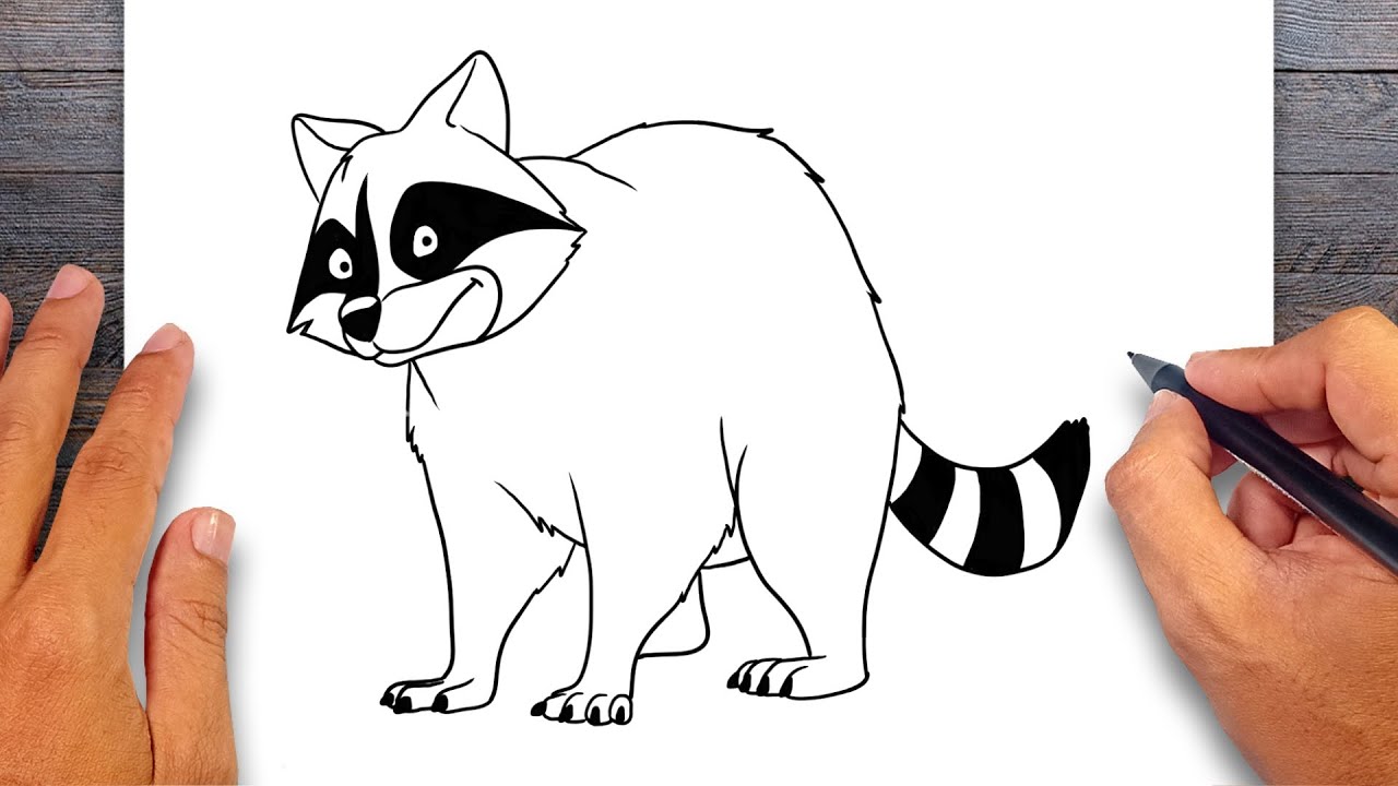 How to draw Raccoon - Mammals Drawing - YouTube
