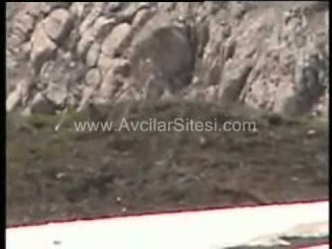 hakkari rezan bölgesinde Ömer taşın silahsız keklik avı 