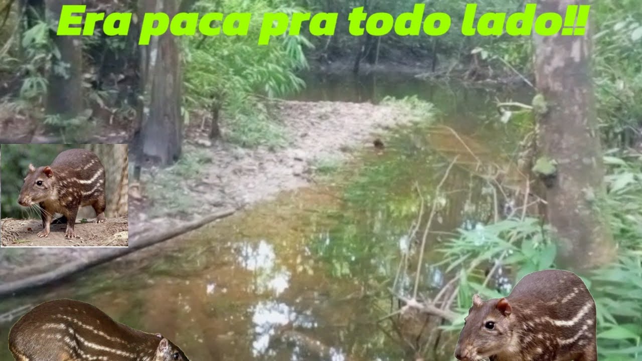 melhor caçada de paca com"5" abate filmado 😁 + salve - YouTube