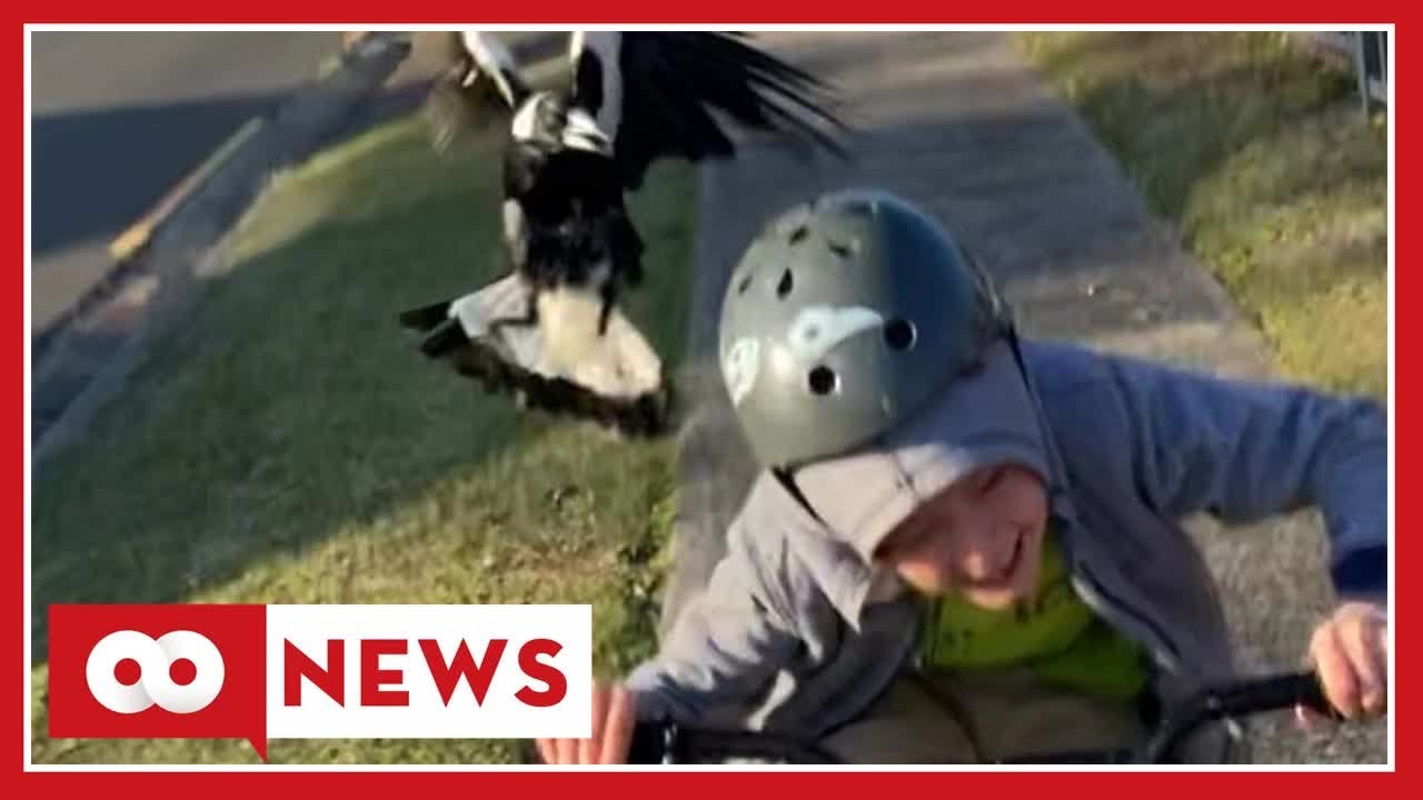 Here's how to avoid magpie attacks this swooping season - YouTube