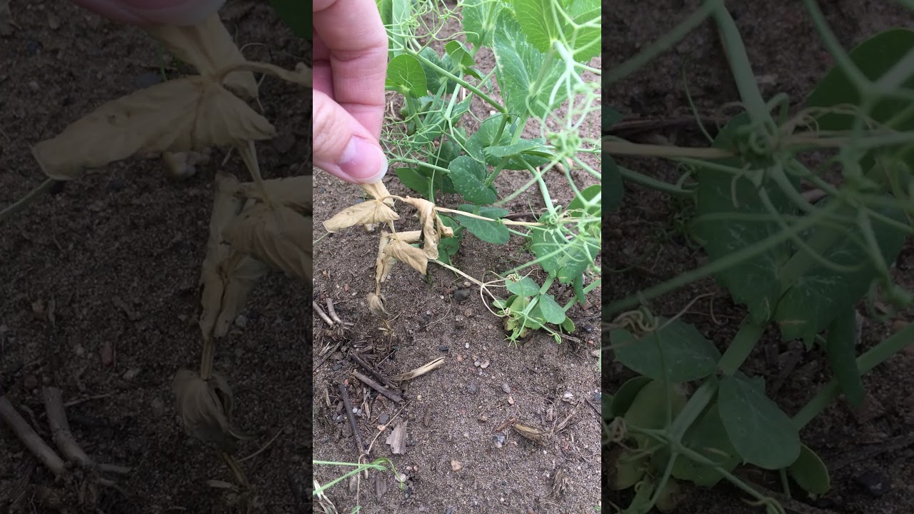 Scouting for Root Rot in Peas - YouTube