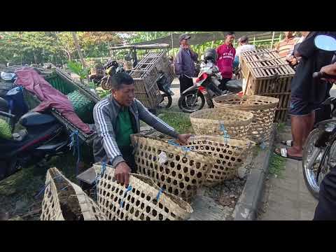 Suasana Wagean Pasar unggas di Pengasih Pagi ini