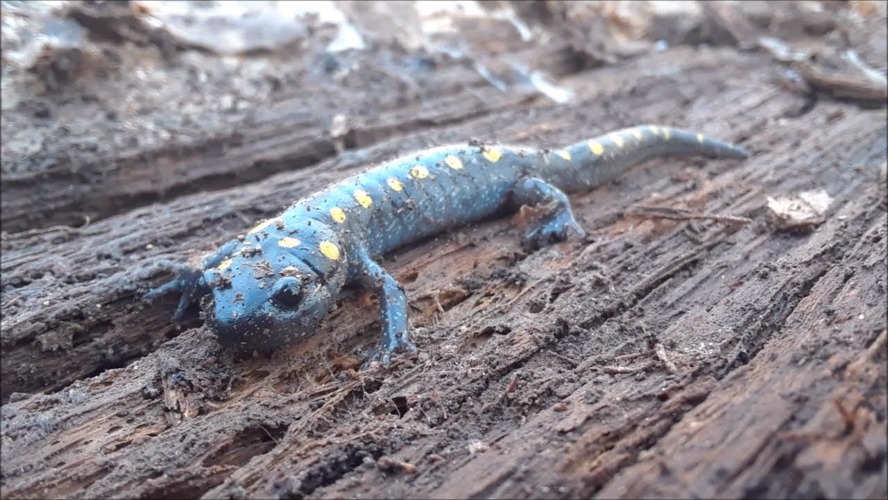 Lifer Spotted Salamander, Spring Peepers, Turtles And More! | Herping ...