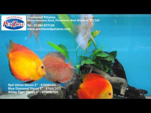 Red Velvet Discus - Blue Diamond Discus - White Tiger Discus - YouTube
