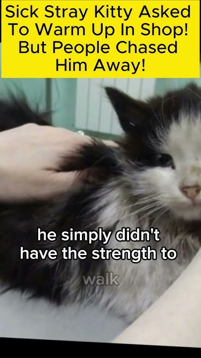 Sick Stray Kitty Asked To Warm Up In Shop! #shorts #emotionalstory # ...