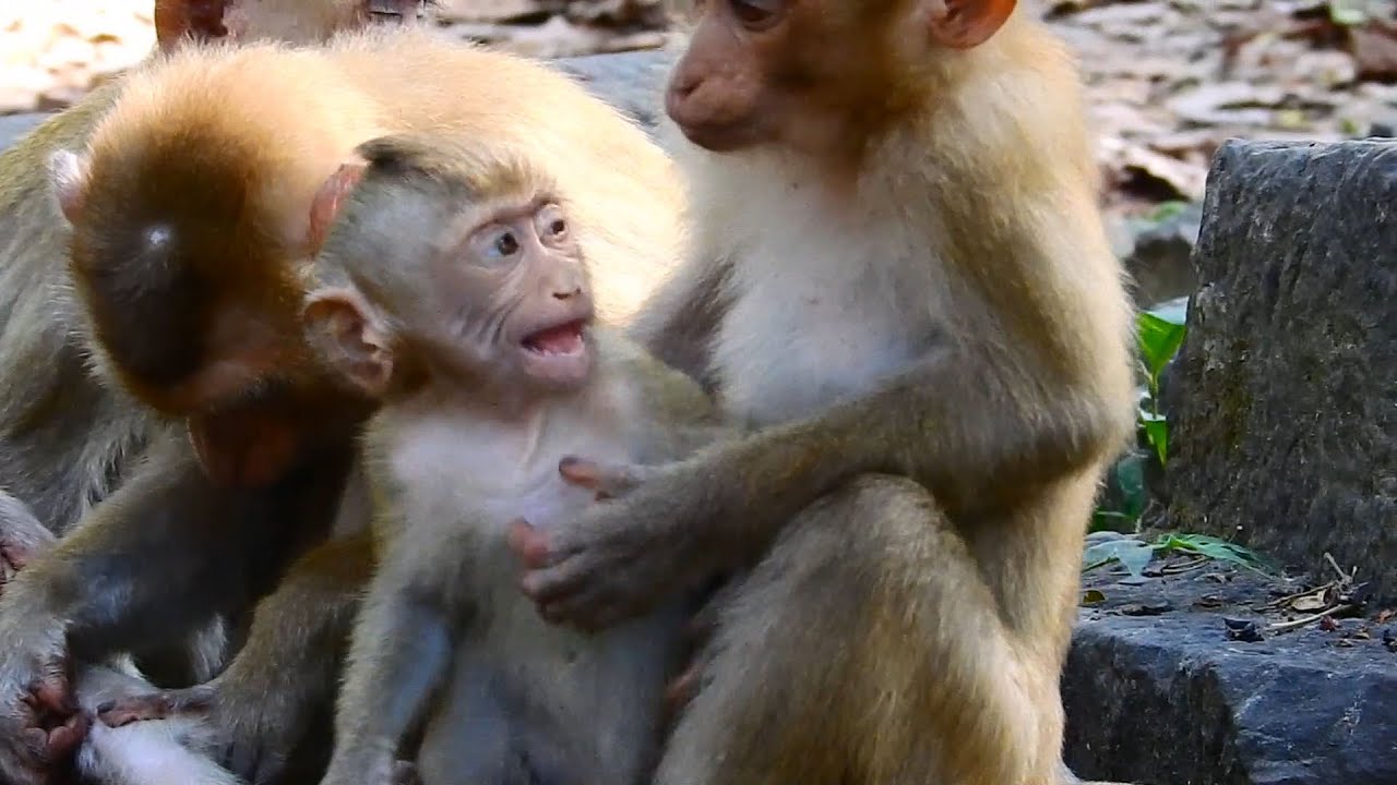 So funny! Beautiful girl Sheba tease playing with baby Rainbow - YouTube