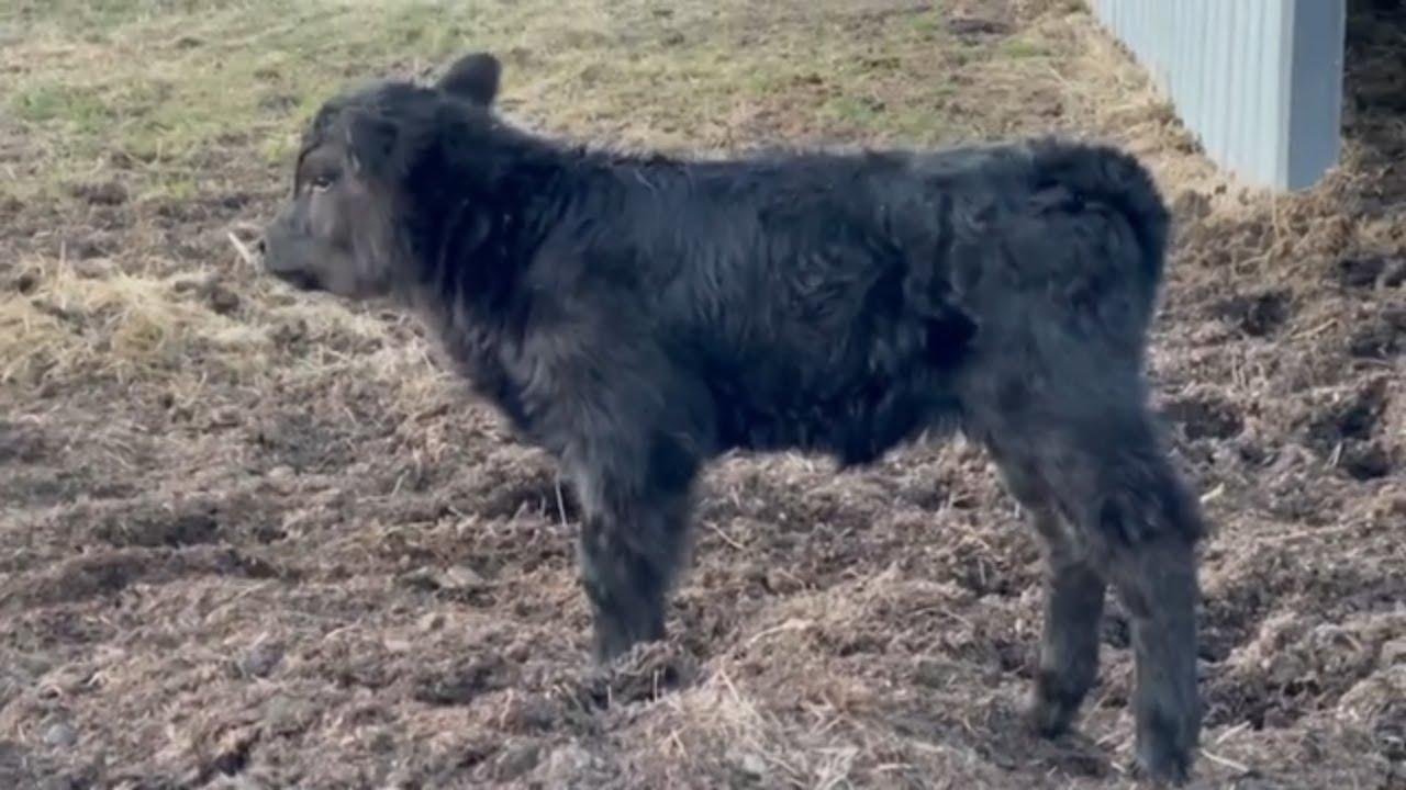 Windy the calf running around and having fun | Belted Galloway ...