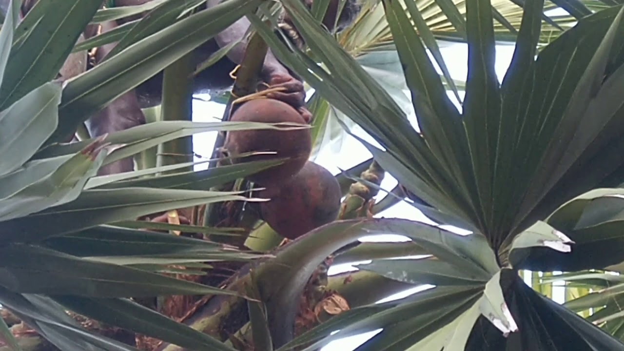 பதநீர் | Juice of toddy Palm | Natural Juice | Palm Tree | பனை மரம் ...