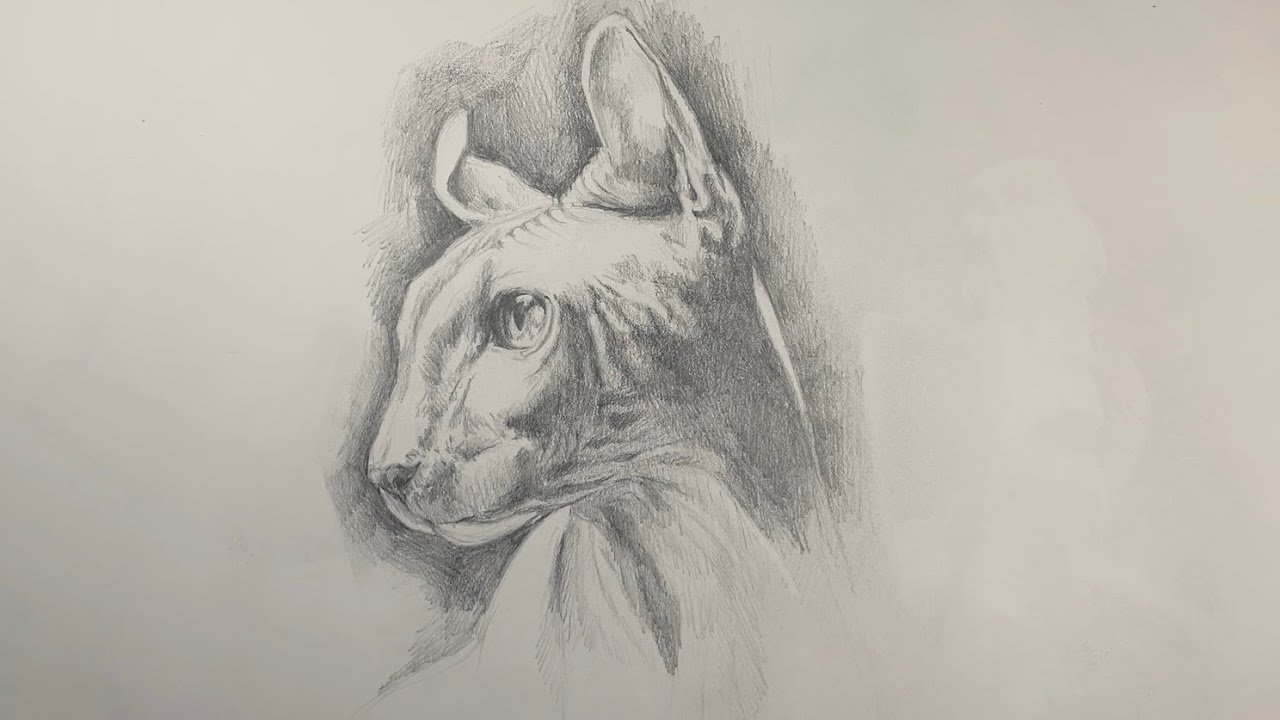Easy Drawing a Majestic Sphynx Cat (Hairless Cat): A Step-by-Step ...
