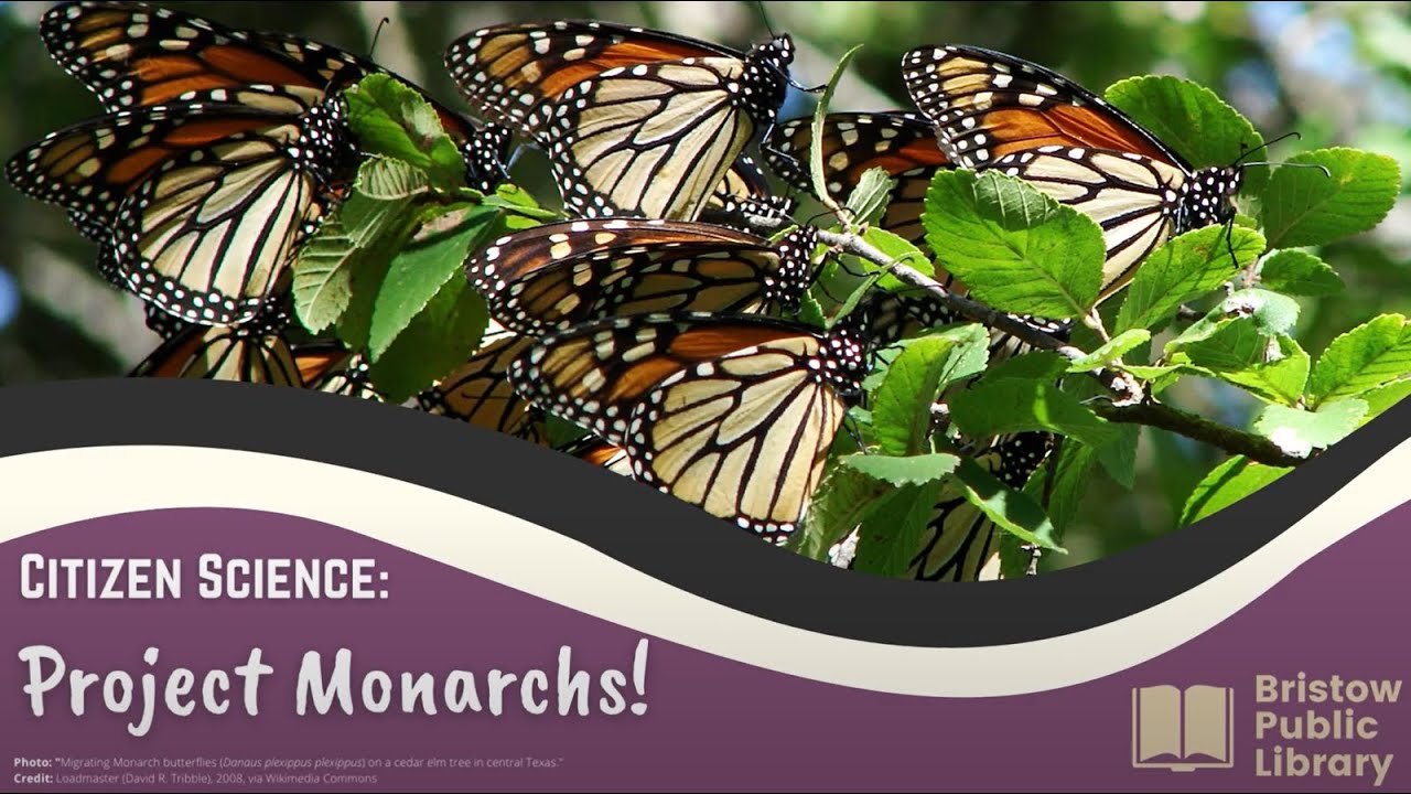 Citizen Science #2 - Monarchs - YouTube
