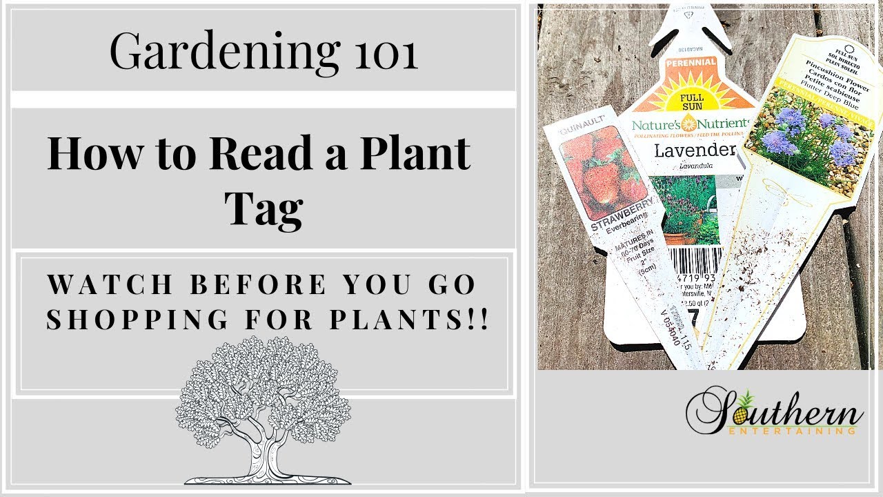 How to Read a Plant Tag|Learn the Garden Basics Before Buying the Wrong ...