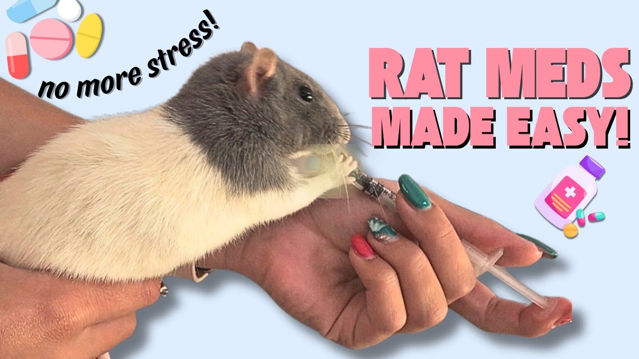 How to Give Your Rat Medication 🐭 - YouTube