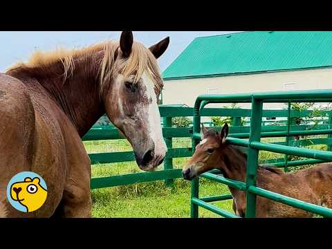 Older Mare Refuses to Leave an Orphaned Foal Alone