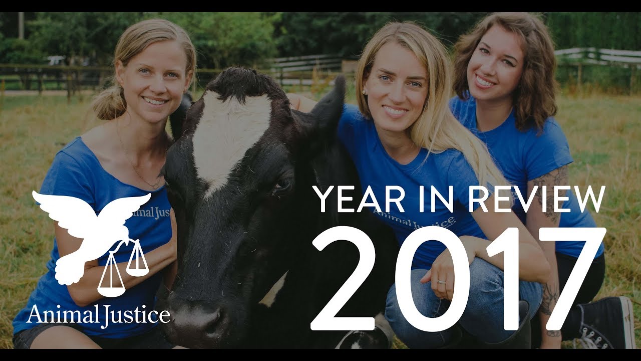Animal Justice 2017 Year In Review - YouTube