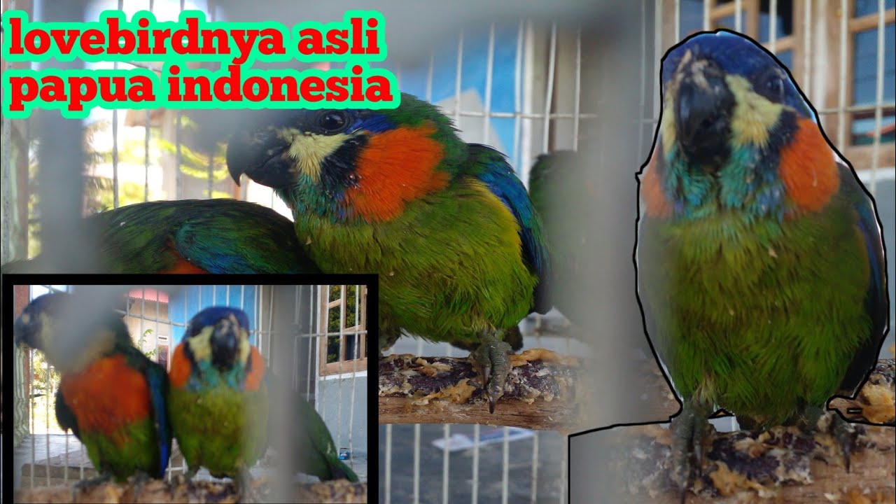 Burung Nuri Ara Dada Jingga Endemik Papua - YouTube