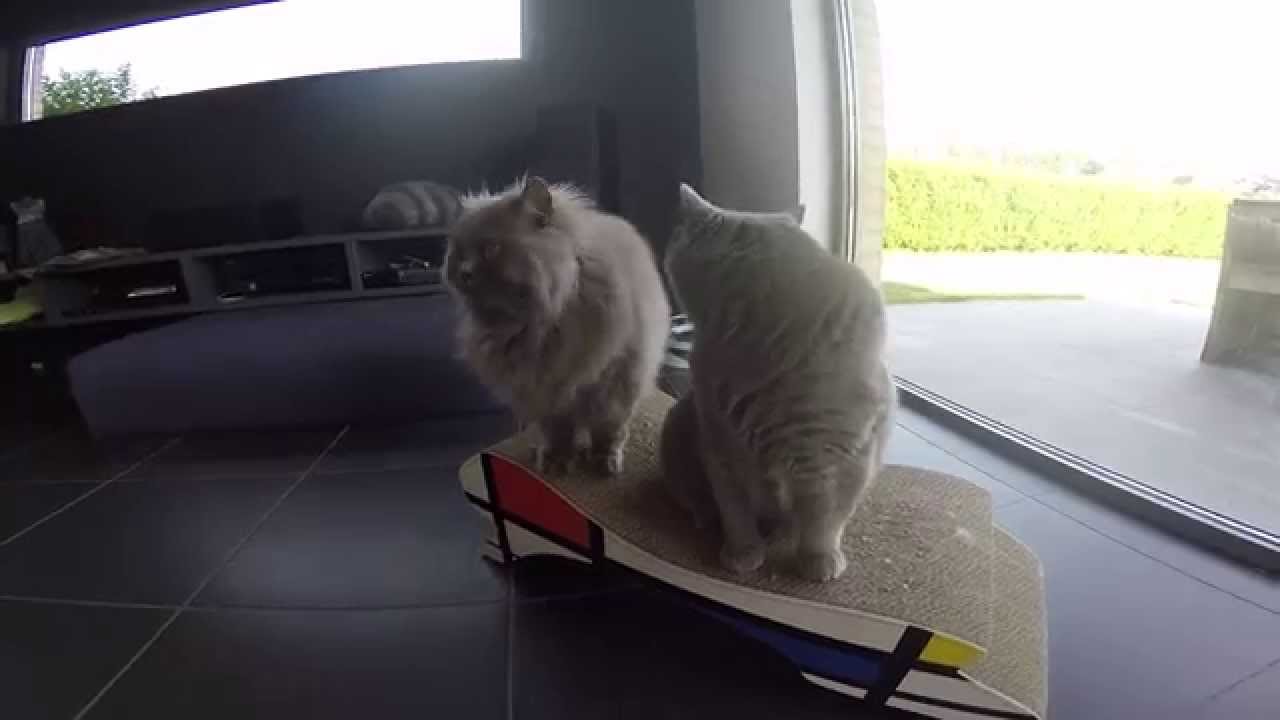 Liefde Van Broer En Zus Youtube